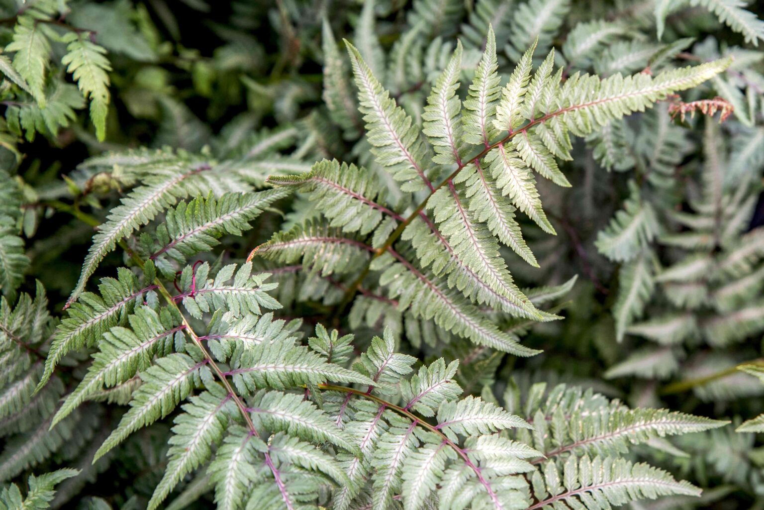 Ask A Master Gardener – Ferns – Douglas County Master Gardener™ Association