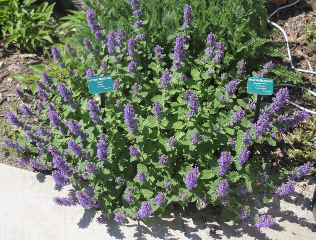 Ask A Master Gardener – Catnip vs Catmint – Douglas County Master ...